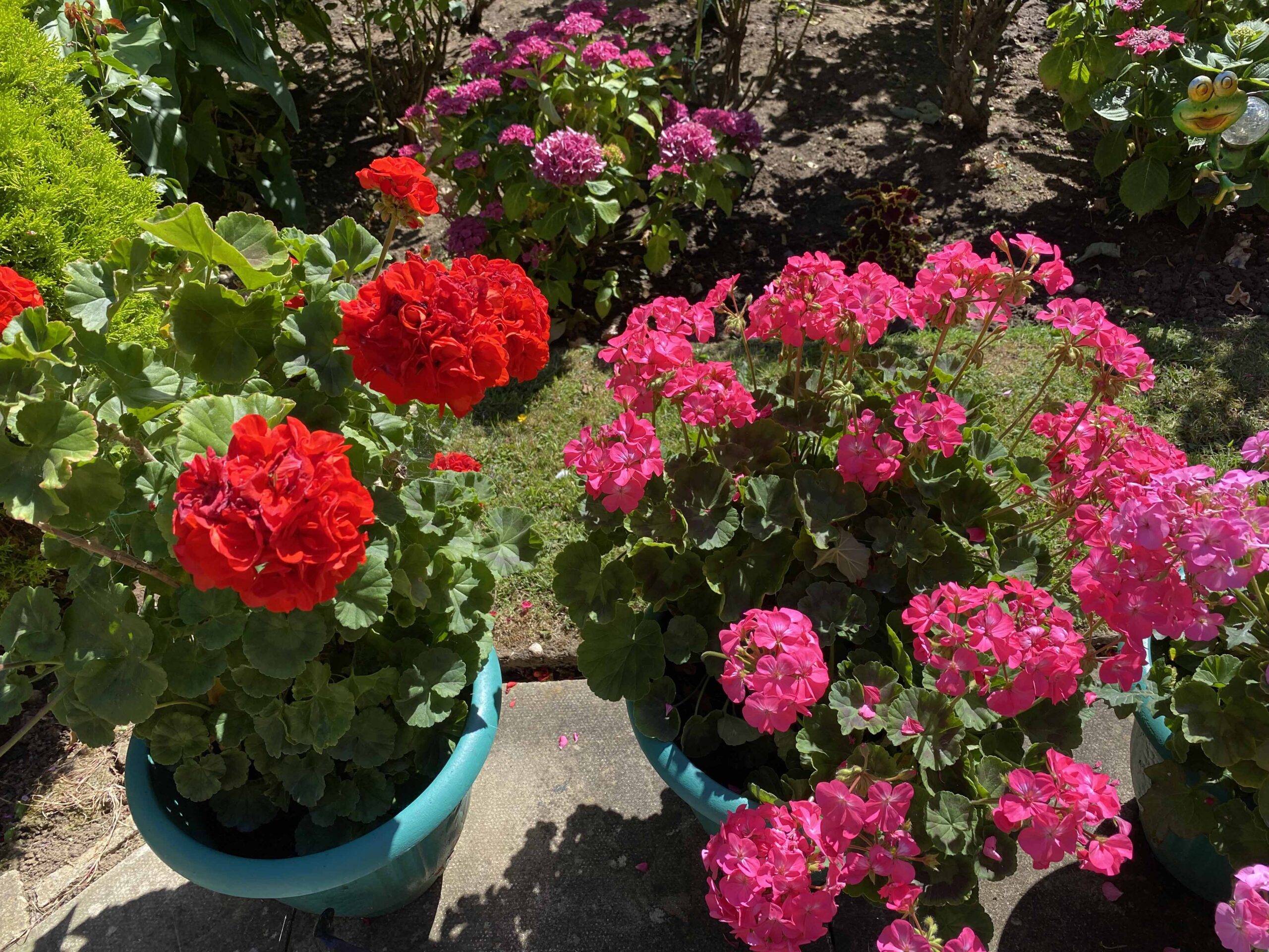 Innisfree Creative Gardens Competition 2022 - The winners! - Innisfree